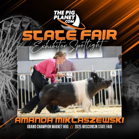 Articles & Content - The Pig Planet